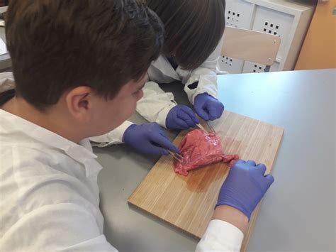 Yr 7 Lung Dissection April 2019 Embassy International School