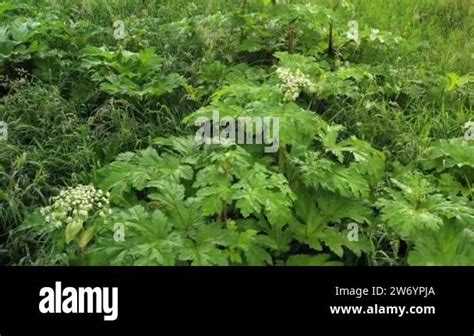 Poison Plant Heracleum Giant Hogweed Cow Parsnip Juice Of It Causes Phytophotodermatitis In