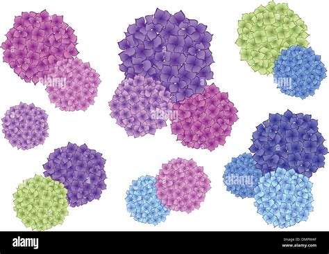 Colorful Hydrangea Flowers Vector Set Stock Vector Image And Art Alamy