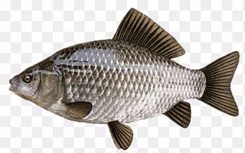 Ikan Png Pngegg