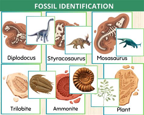 Fossil Identification Card Dinosaur Fossil Prehistoric Fossils Fossil Matching Dinosaurs