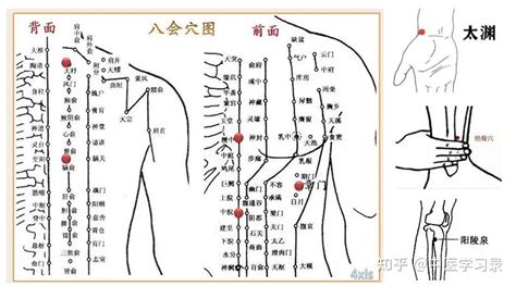 特定穴的定位及应用 知乎