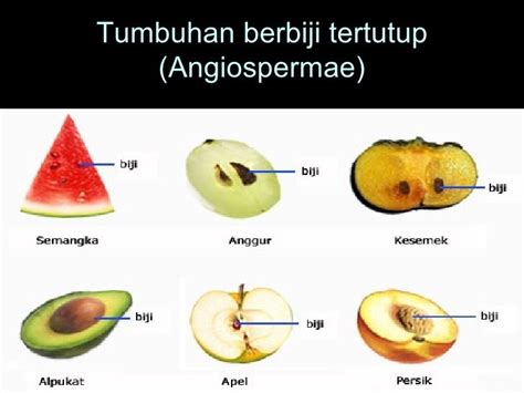 Tumbuhan Biji