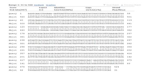 Matching The Nucleotide Sequence With Gene Bank Download Scientific Diagram