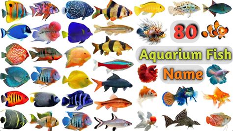 Different Types Of Fishes In Aquarium With Names