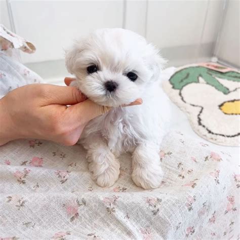 말티즈 공주님 분양중인 말티즈 아가몽