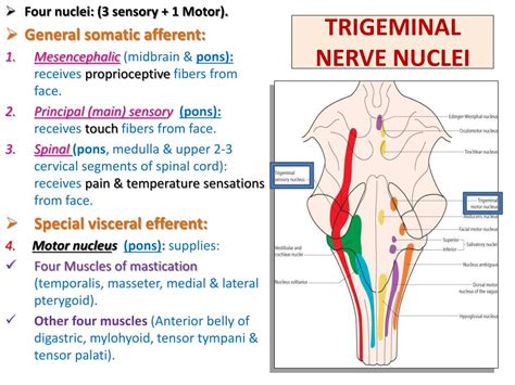 Ppt Trigeminal Nerve Powerpoint Presentation Free Download Id 6116397