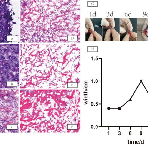 A Cytoplasm Of Living Cells Stained With Cm Dil Dapi Staining For Download Scientific Diagram