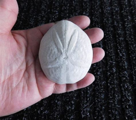 Fossil Sea Urchin Archives Fossils And Artifacts For Sale Paleo Enterprises