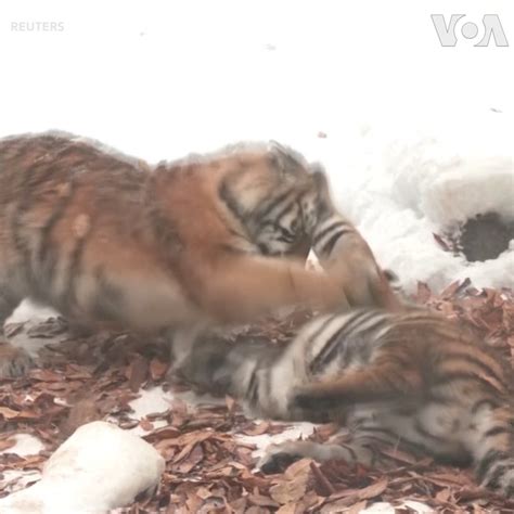 ციმბირული ვეფხვების თოვლიანი ახალი წელი სამხრეთ კორეაში გადაშენების პირას მყოფი ციმბირული