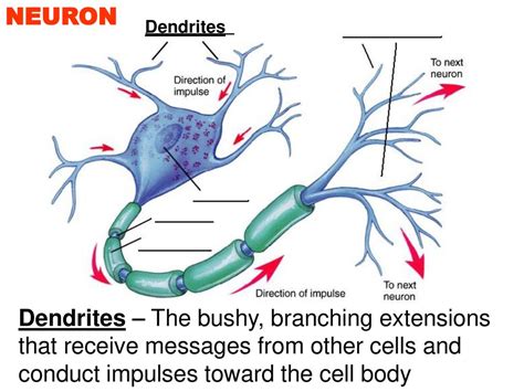 Biological Psychology Ppt Download