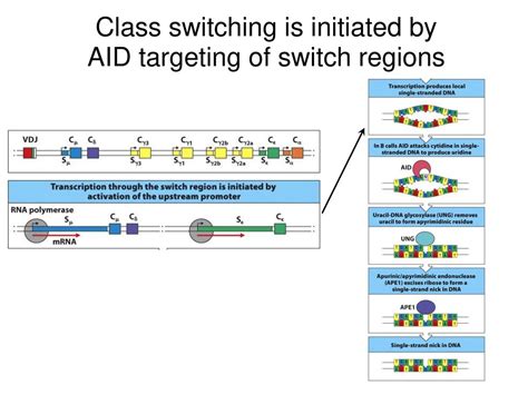 Immun 441 Week 4 Ac Quiz Section Ppt Download