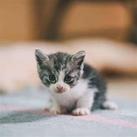 5 Reasons Why Are Cats So Cute And Why We Love Them So Much