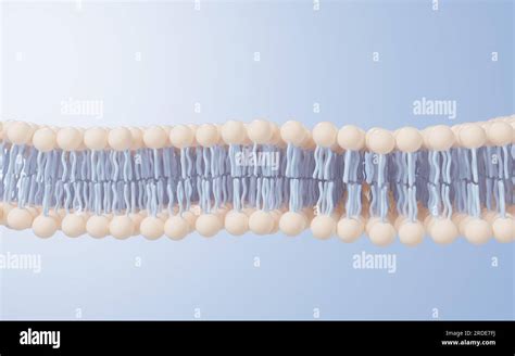 Cell Membrane Structure Background 3d Rendering Digital Drawing Stock