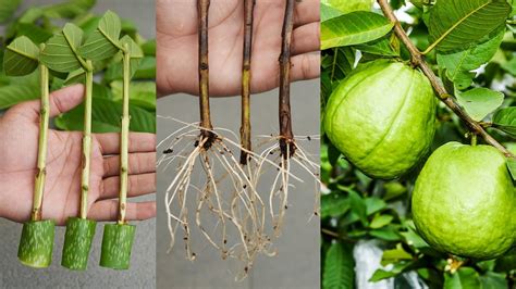 🌿how To Propagate Guava Tree From Cuttings Ready To Grow Your Own🍐