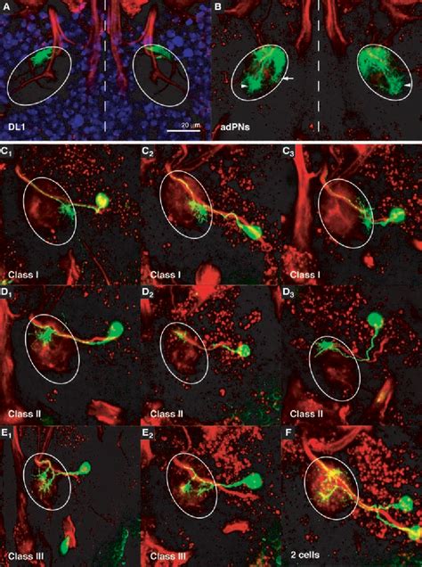 Figure 4 From Developmental Origin Of Wiring Specificity In The