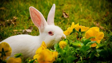 White Outdoor Spring Rabbit Tour Cute Powerpoint Background For Free Download Slidesdocs