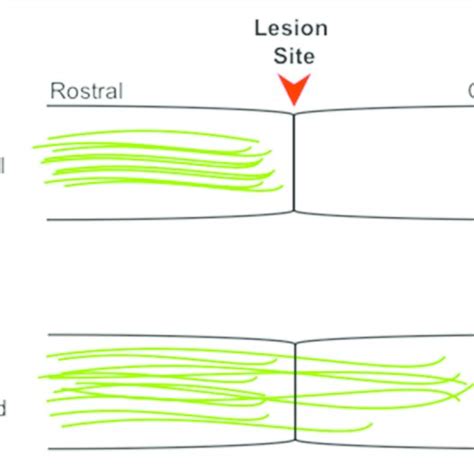 Constitutive B Raf Drives Dorsal Root Entry Zone Regeneration A 1