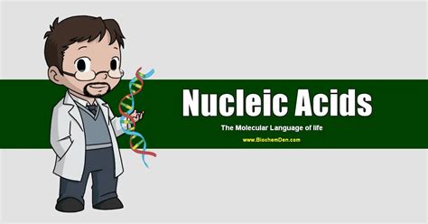 Nucleic Acids The Molecular Life Language Basics In Biology