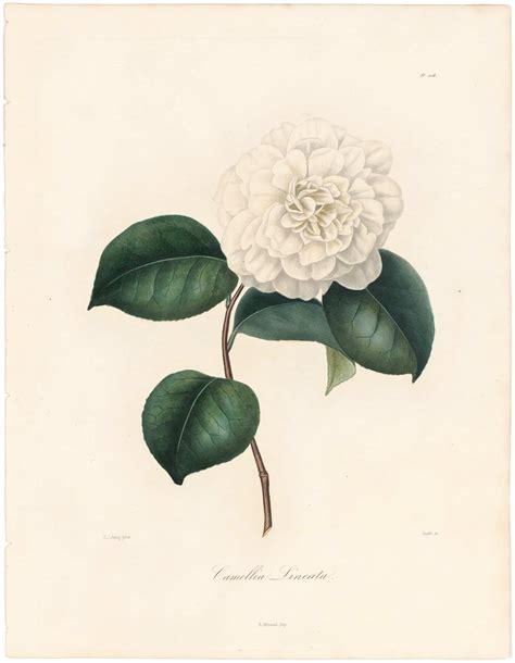 Berlese Pl 52 Camellia Buckliana Botanical Art Iconographie Du