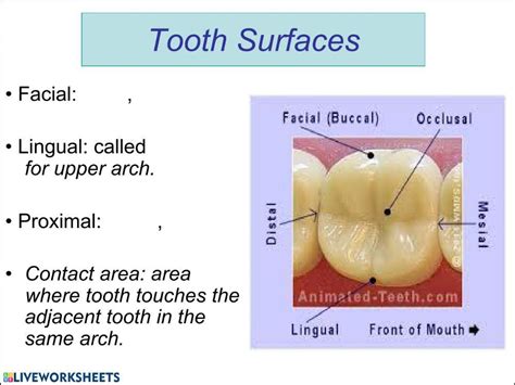 Buccal Tooth Surface