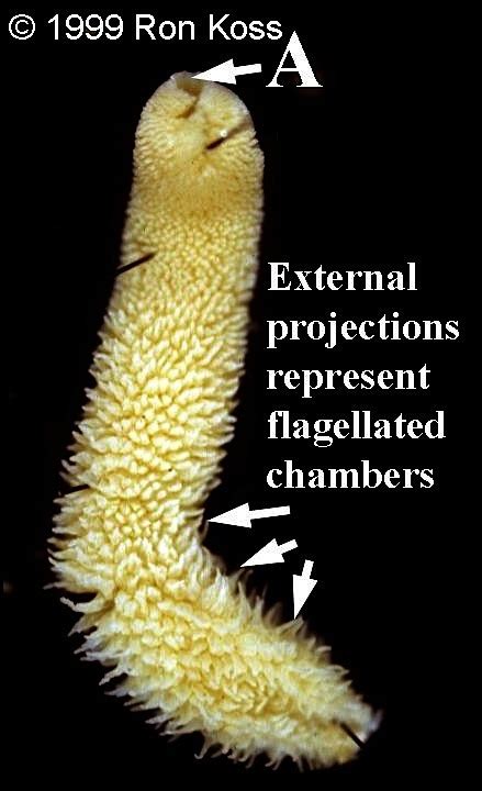Diagram Of Lab Identify Quizlet