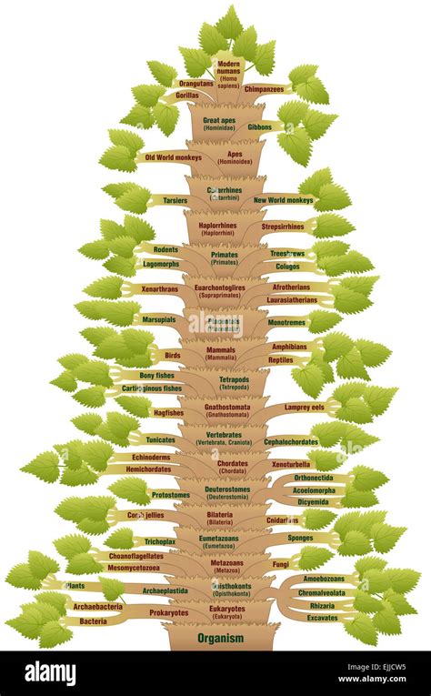 Scientific Classification Of Modern Humans Phylogenetic Tree Stock Scientific Classification Of Modern Humans Phylogenetic Tree Stock