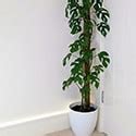Rhaphidophora Tetrasperma Mini Monstera Care Guide Ourhouseplants