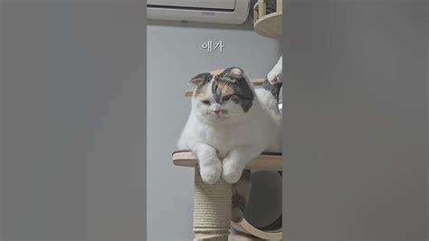 엄마 혼자 낳은 고양이 Youtube