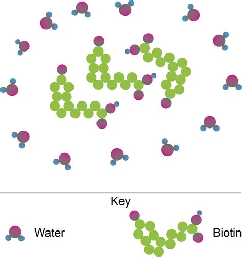 How To Solubilize Biotin For Streptavidin Elution Buffer Goldbio