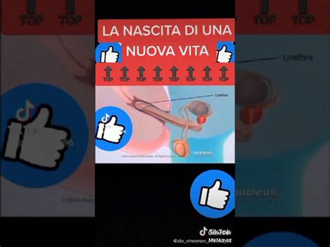 Sex Ke Bad Kaise Pregnant Hote Hai Dde264