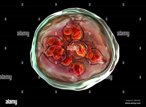 Echinococcus Granulosus Rotulado