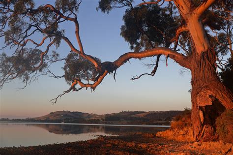 Деревья в австралии названия 87 фото