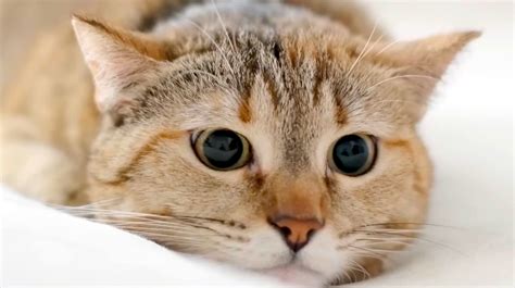Why Cats Unblinkingly Stare At Their Humans