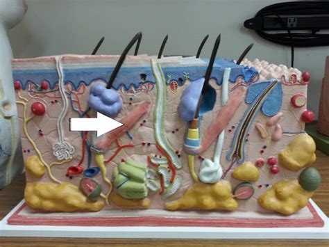 Integumentary System Lab Flashcards Quizlet
