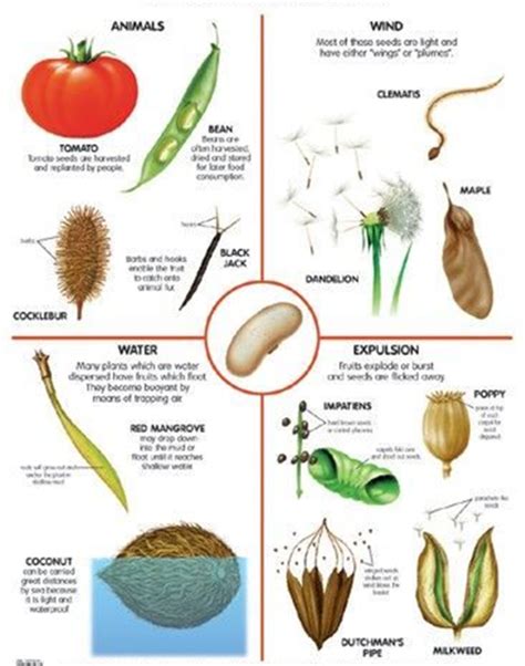 Fruits Seeds And Dispersal Recognise Plants