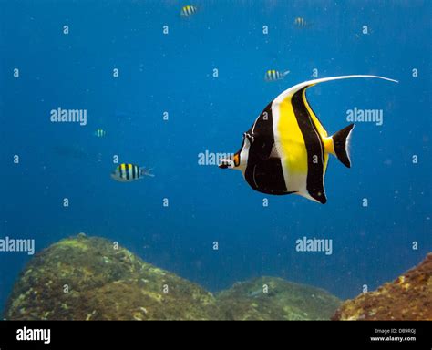 Close Up Of Brilliant Yellow Black White Striped Tropical Fish Swim