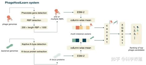 Ai大模型新突破！精准预测噬菌体生活方式与噬菌体 宿主的相互作用 知乎
