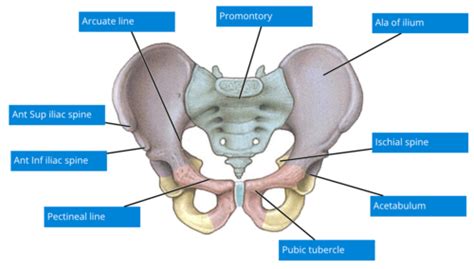 Mod Female Reproductive System Pelvic Anatomy Flashcards Quizlet