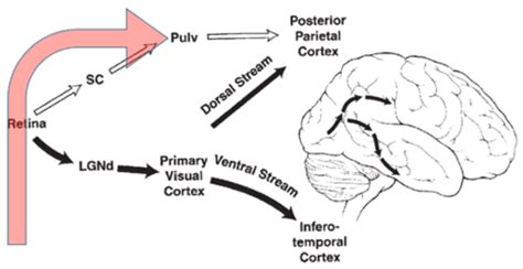 Attention Flashcards Quizlet