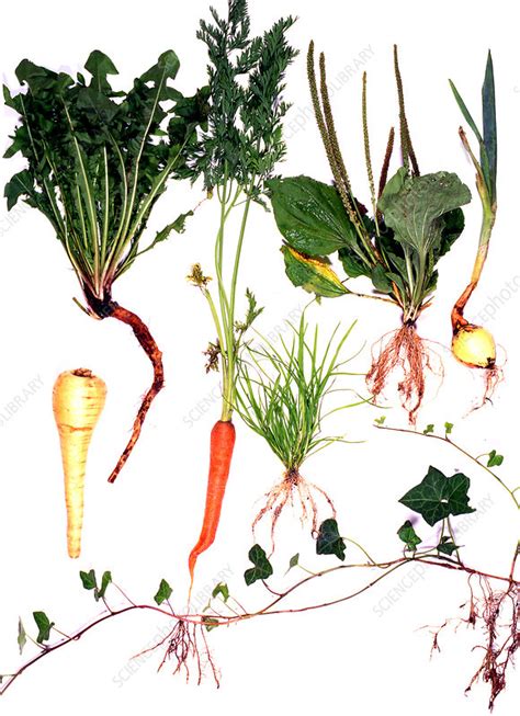 Modified Roots Examples