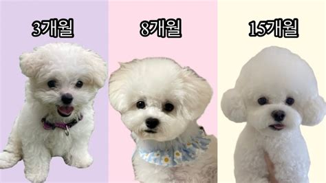 미니비숑 강아지 1년 성장과정 아기비숑 몸무게변화 강아지 V Log Youtube