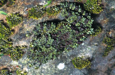Theloderma Corticale From Vinh Phu Province Vietnam Download