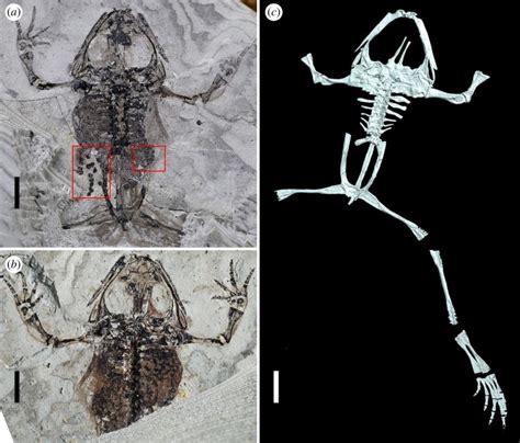 Fossilized Frog With Belly Full Of Eggs Unearthed In China Is Oldest Of Its Kind Denyse Oleary