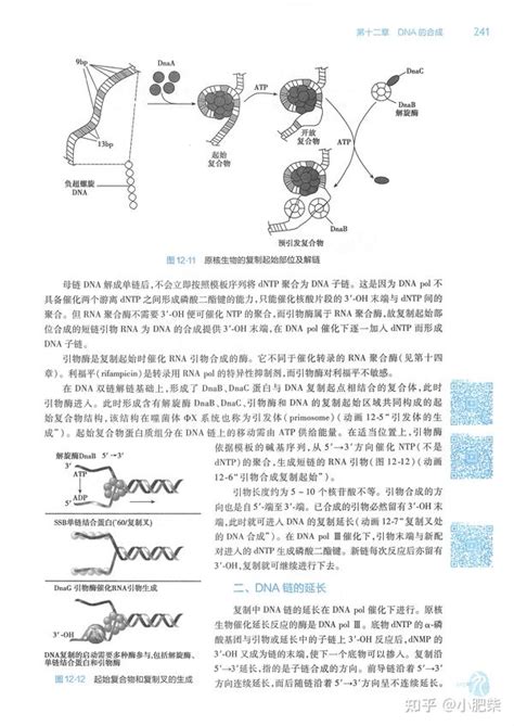 生化课本带读 第十二章 Dna合成（复制） 知乎