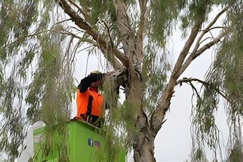 How To Prepare Your Trees For Storm Season Professional Tree Works