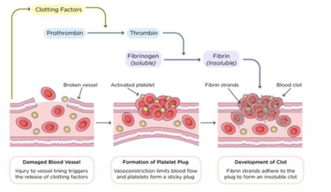 Chapter 10 Blood And Circulatory System Disorders Introduction