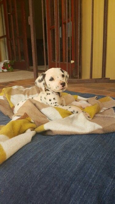 Cute Dalmatian Puppy Sitting On Blanket