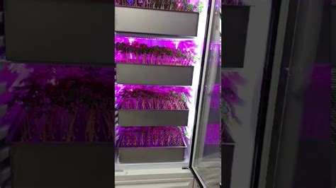 인삼새싹 수경재배기 Ht2900 재배영상 Youtube