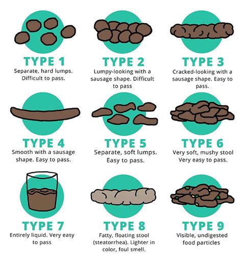 Bristol Stool Chart Images Browse 68 Stock Photos 41 OFF
